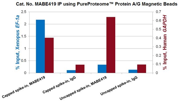Anti-m3G-cap, m7G-cap Antibody, clone H-20 | MABE419
